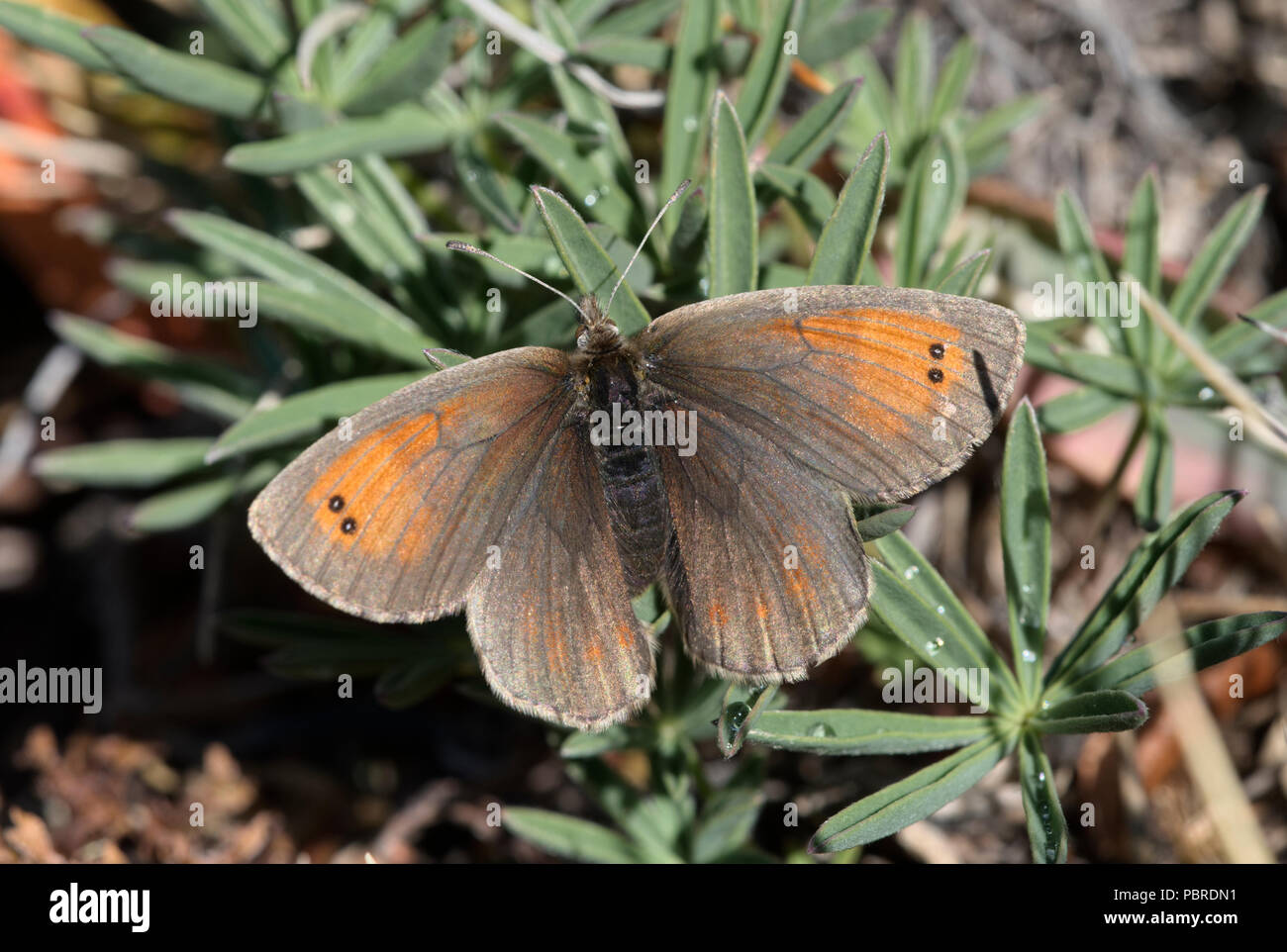 Colorado butterfly hi-res stock photography and images - Alamy