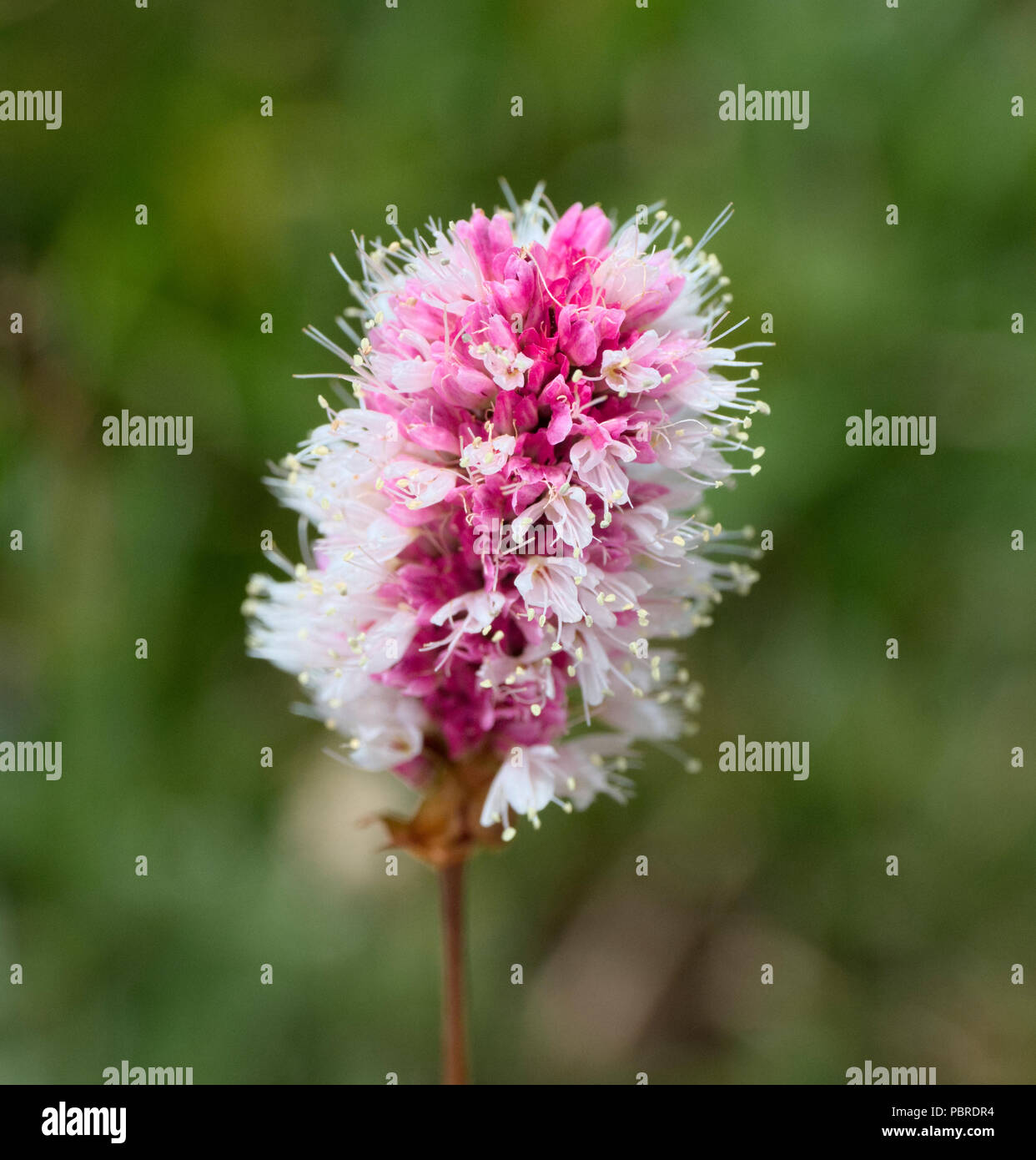 Bistort High Resolution Stock Photography and Images - Alamy