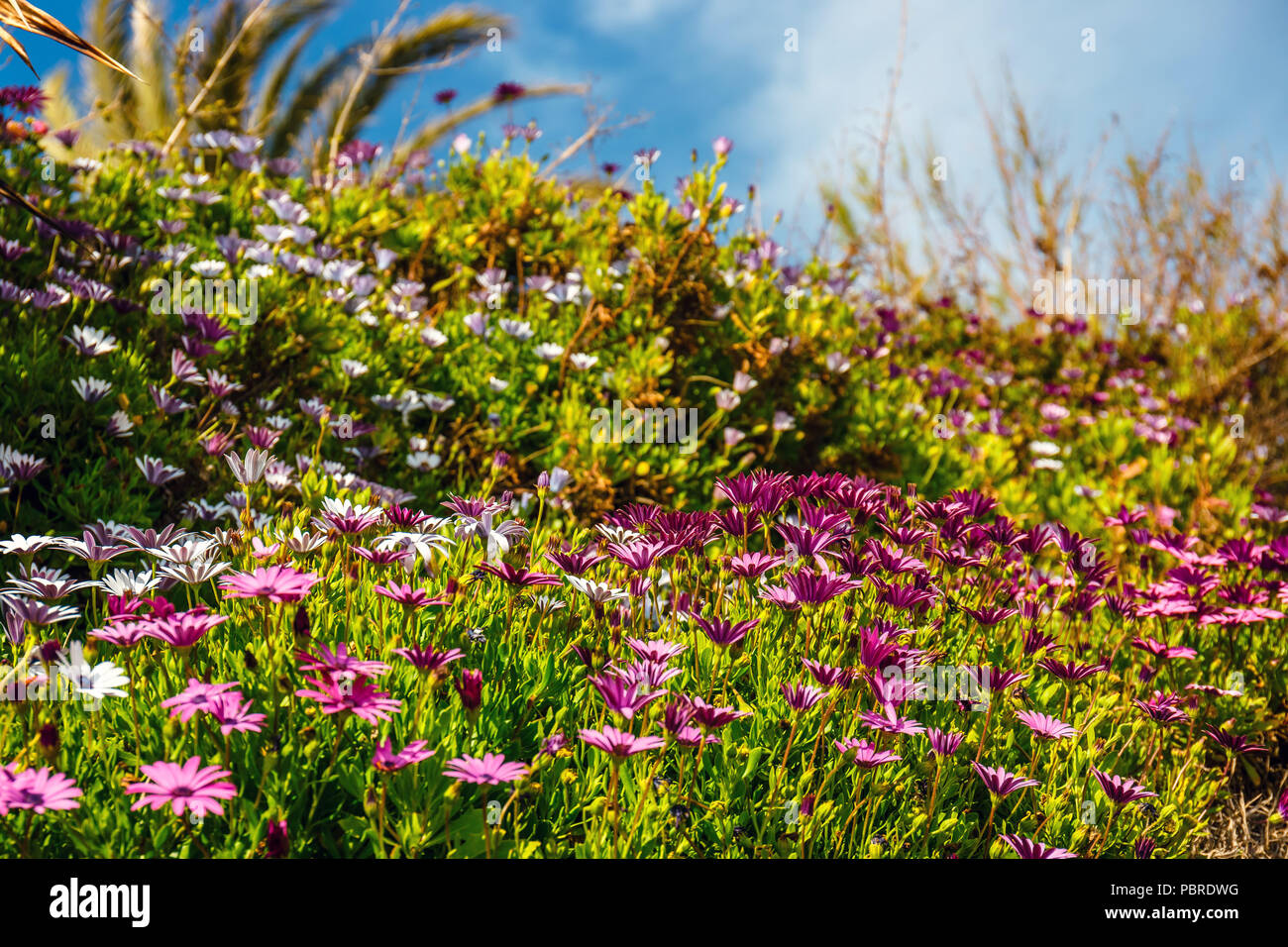 field of beautiful African daisy, natural background Stock Photo - Alamy
