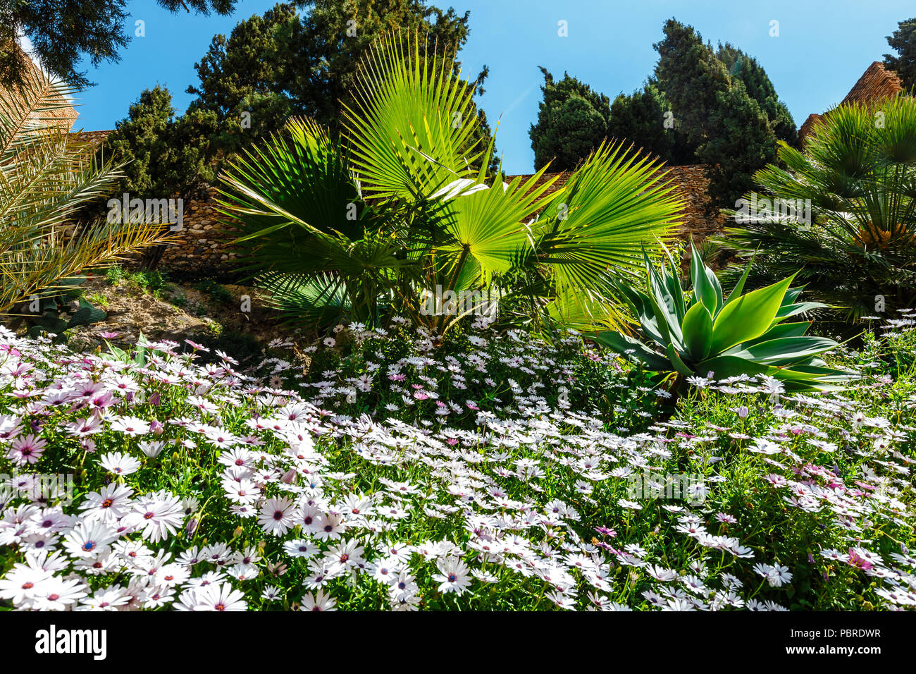 field of beautiful African daisy, natural background Stock Photo - Alamy