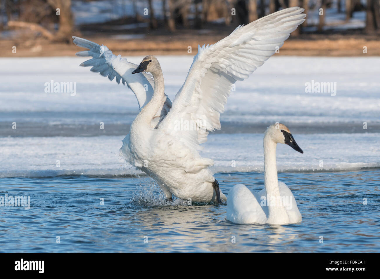 Long neck swans hi-res stock photography and images - Alamy