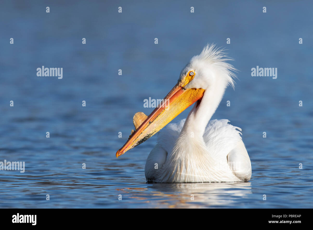 American White Pelican (Pelecanus erythrorhynchos), Mississippi River ...