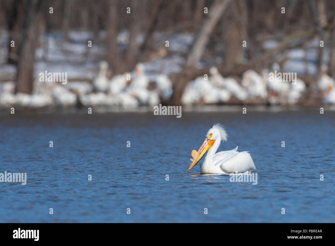 American White Pelican (Pelecanus erythrorhynchos), Mississippi River ...