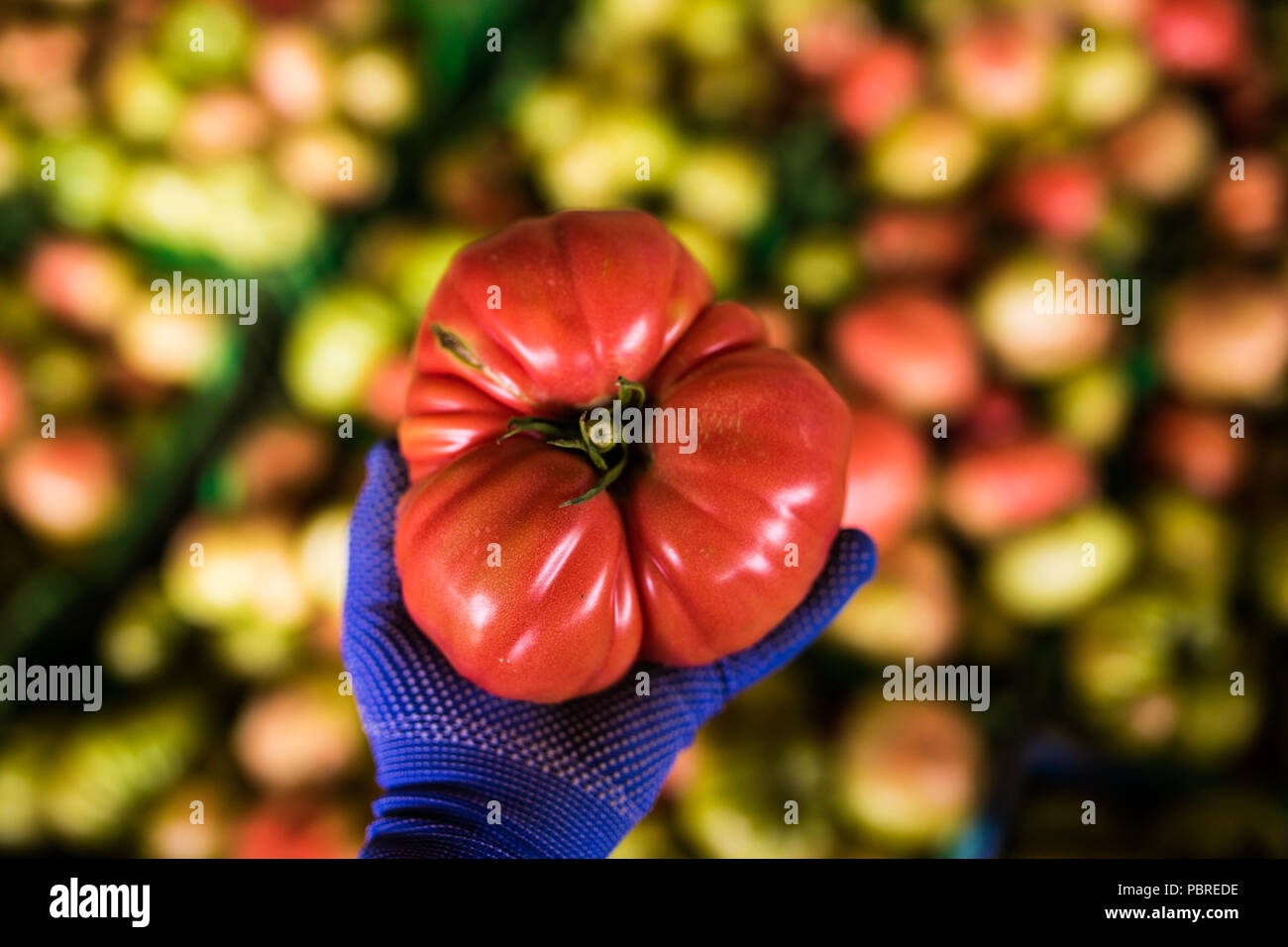Tomatoes in boxes. In the supermarket. Man holding a tomato in his hand ...