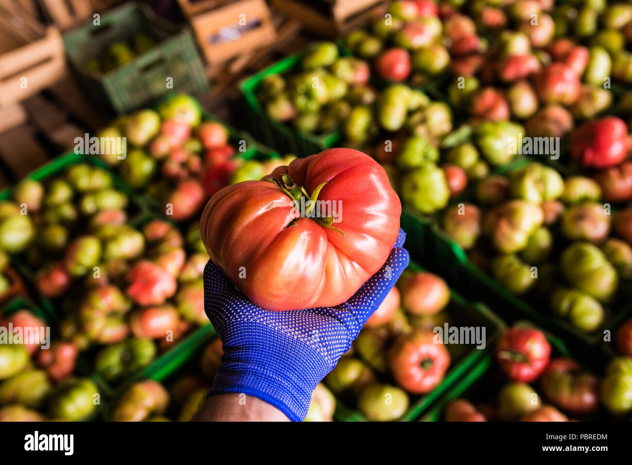 Manholdingatomato hi-res stock photography and images - Alamy