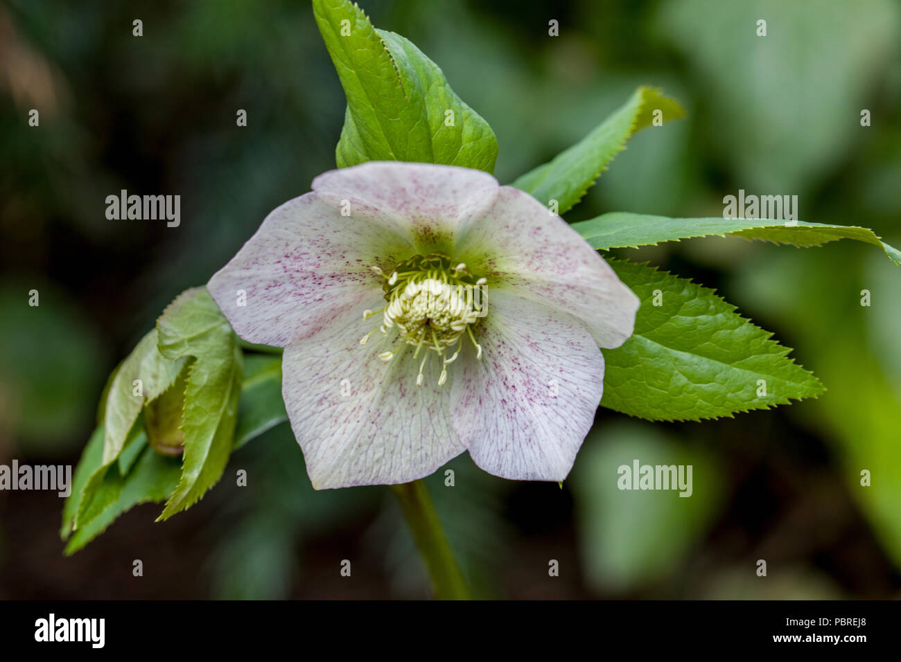 Nyc spring flower hi-res stock photography and images - Alamy