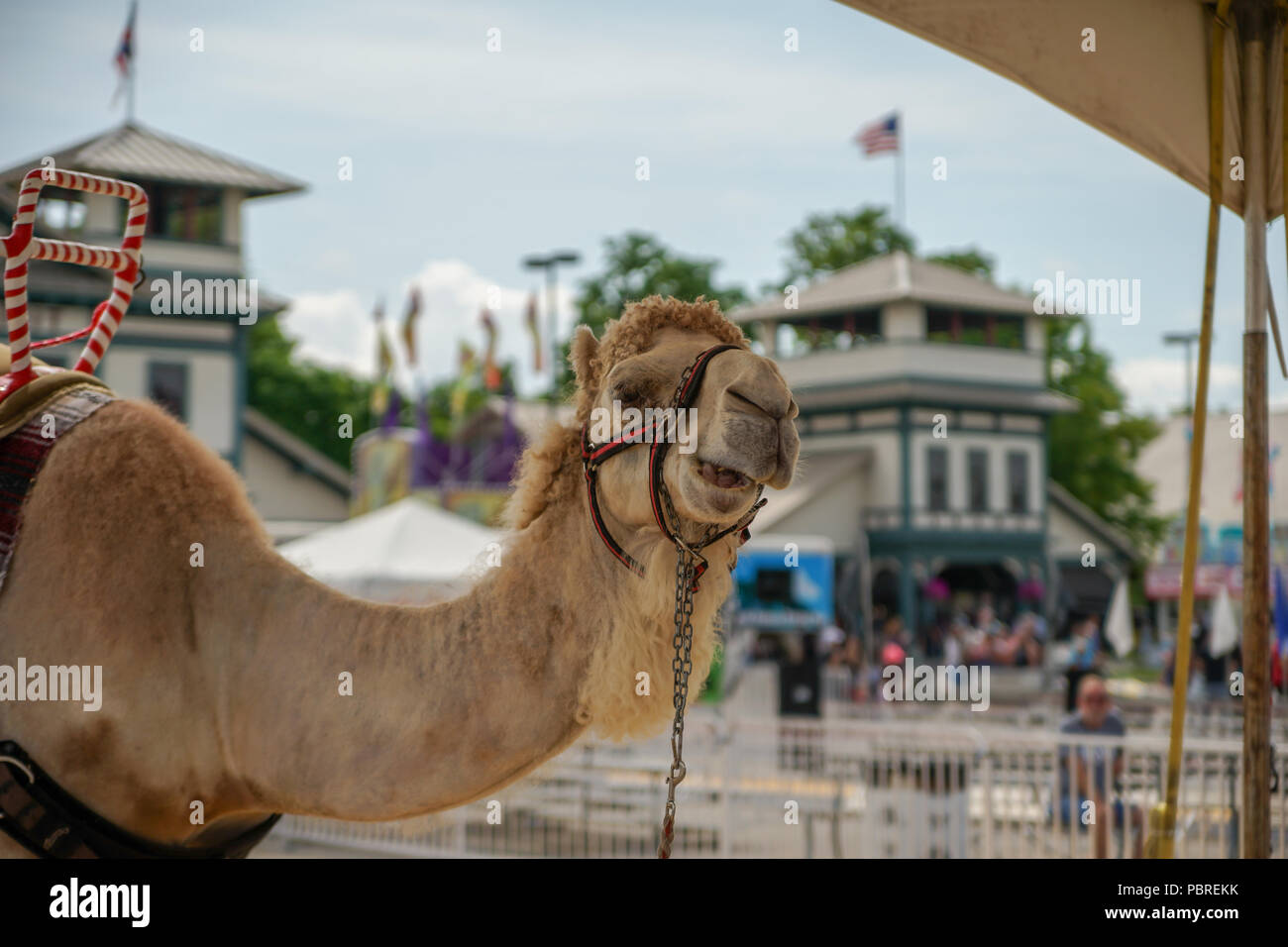 Silly Looking Camel at Zoo festival riding camels Stock Photo - Alamy