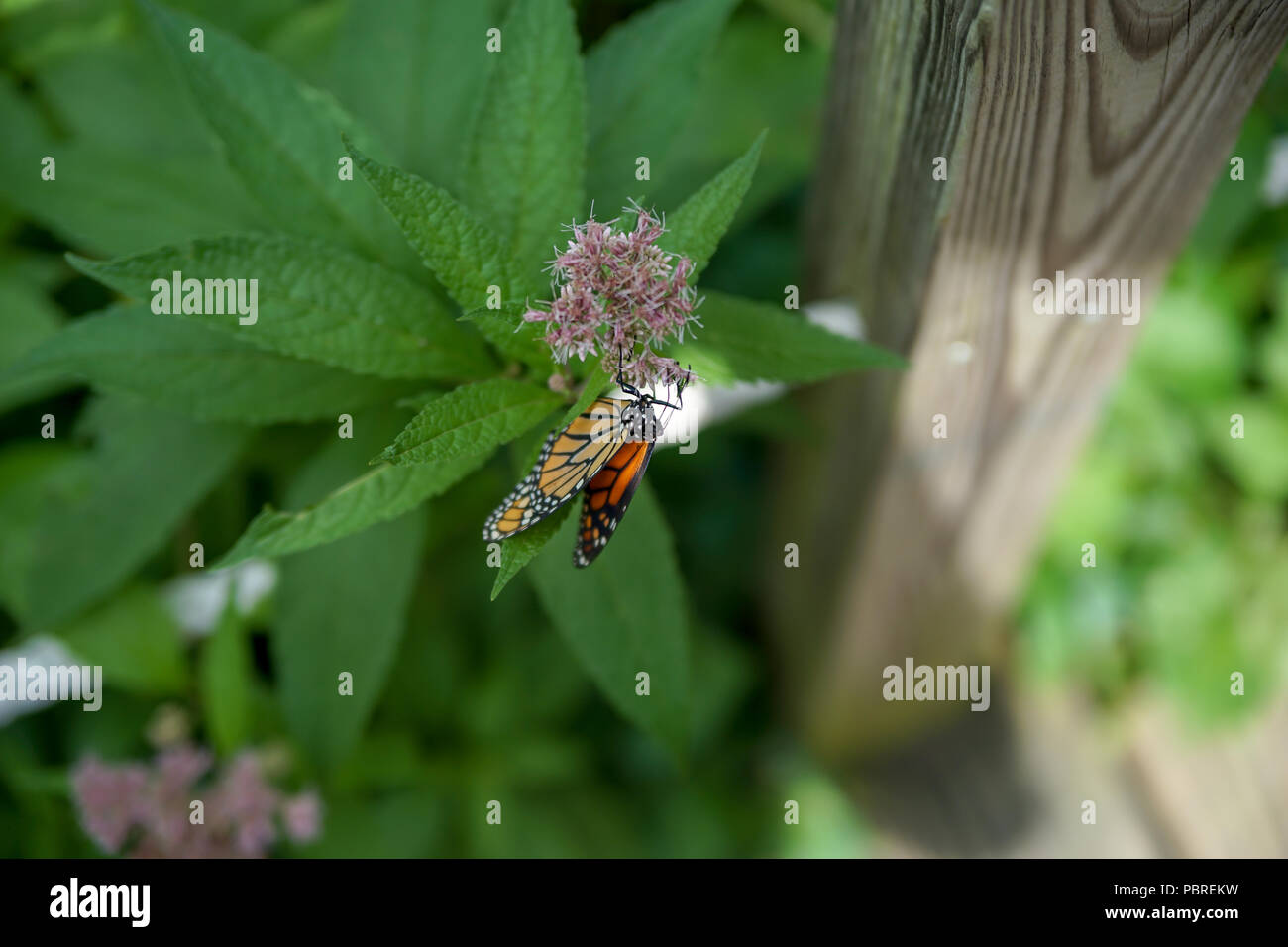Tropic butterflies hi-res stock photography and images - Alamy