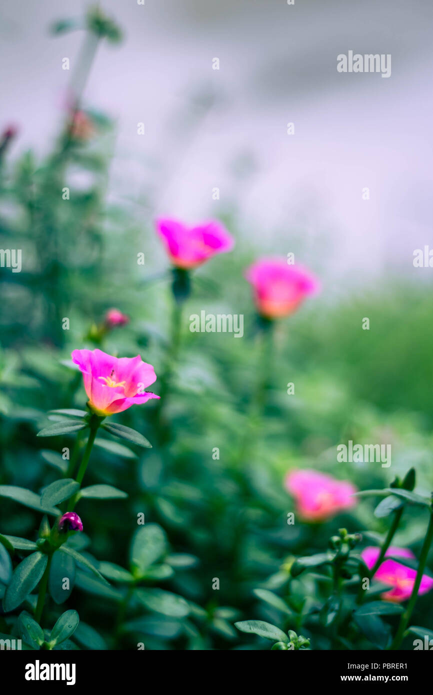 Blurry flowers, green background, refreshing spring background fresh ...