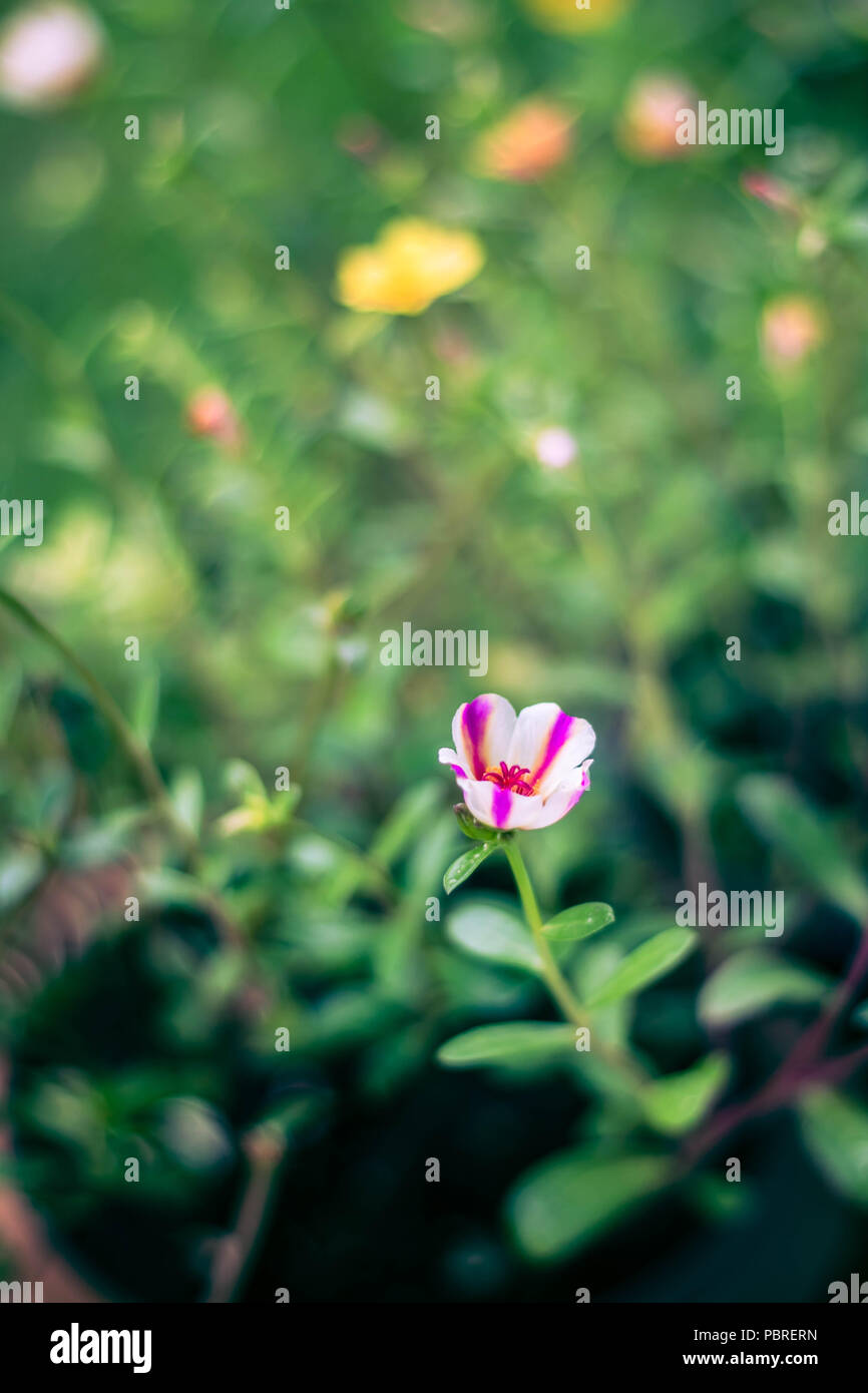Blurry flowers, green background, refreshing spring background fresh ...