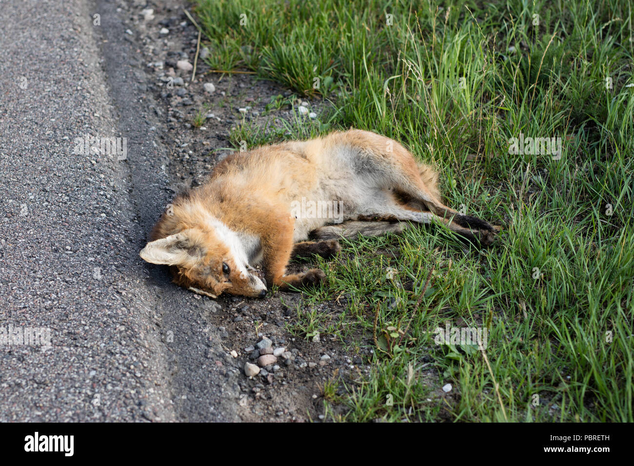 A fox killed by a car at an asphalt road. Dead forest animals by the ...