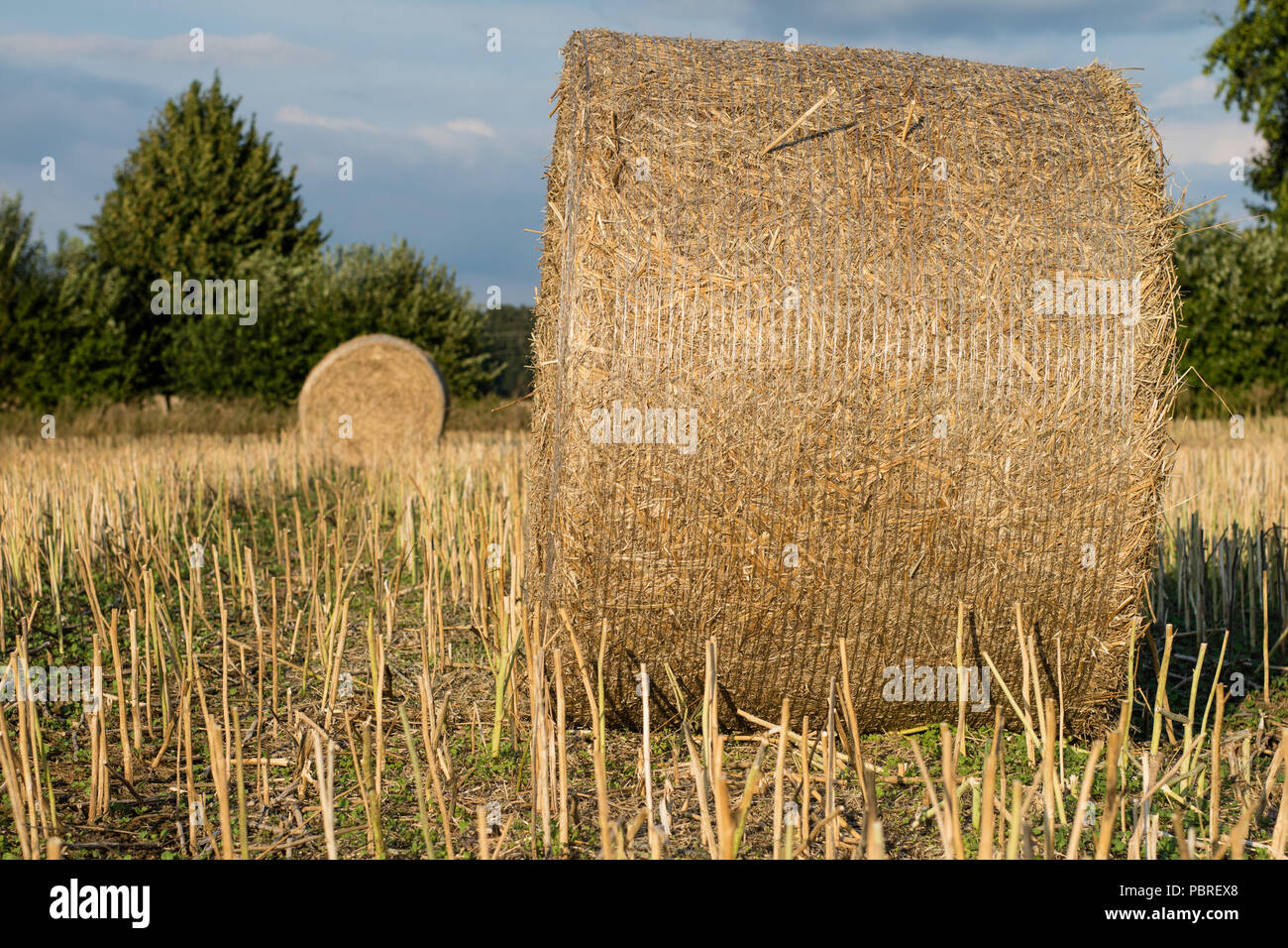 Sheaves of straw arranged in the field. Work done during harvest ...