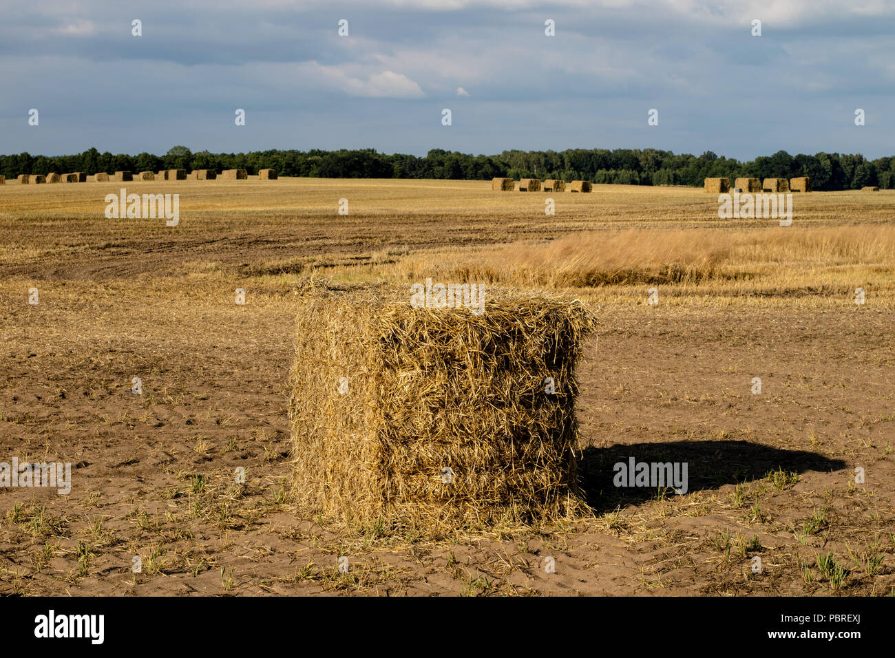 Sheaves of straw arranged in the field. Work done during harvest ...