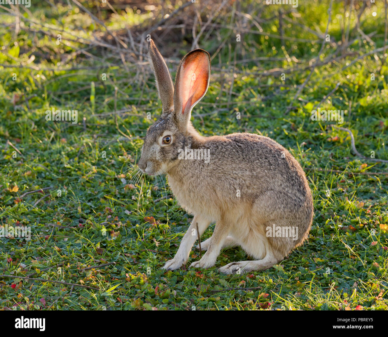 Black-tailed Jackrabbit (Lepus californicus Stock Photo - Alamy