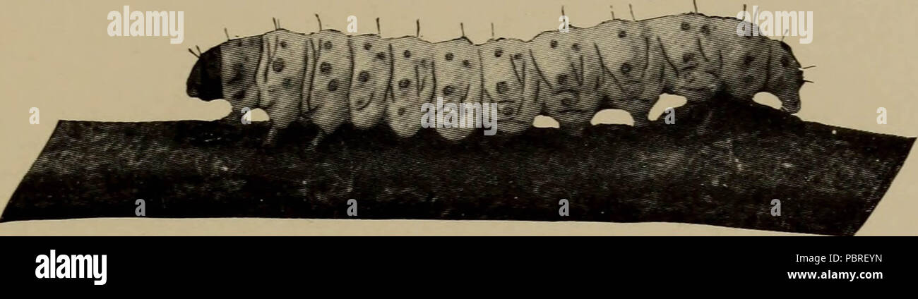 "The Codling Moth" (1903 Stock Photo - Alamy