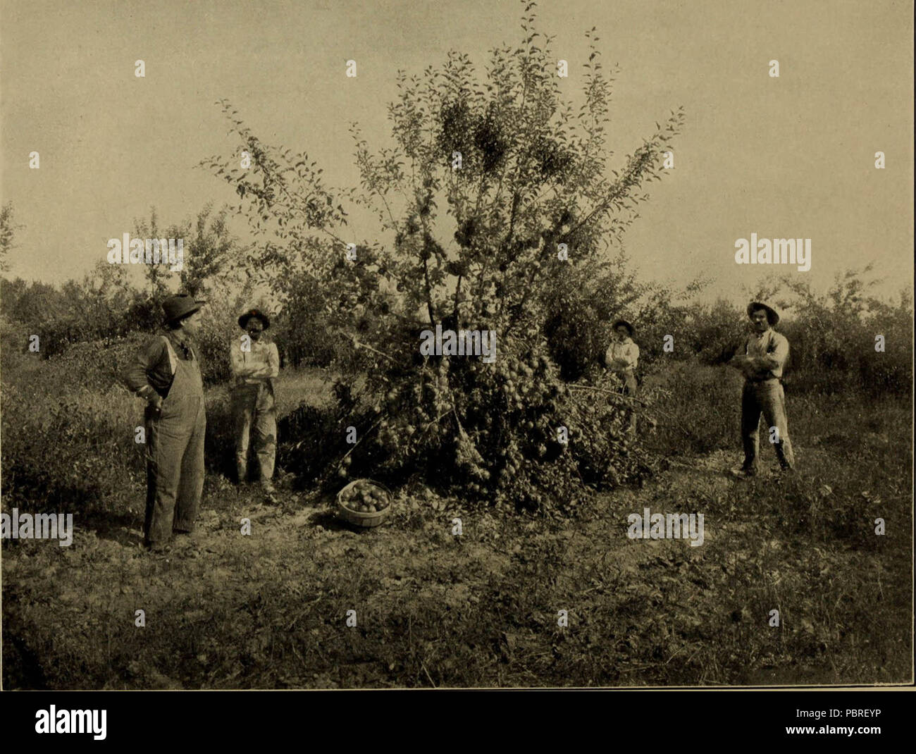 "The Codling Moth" (1903 Stock Photo - Alamy