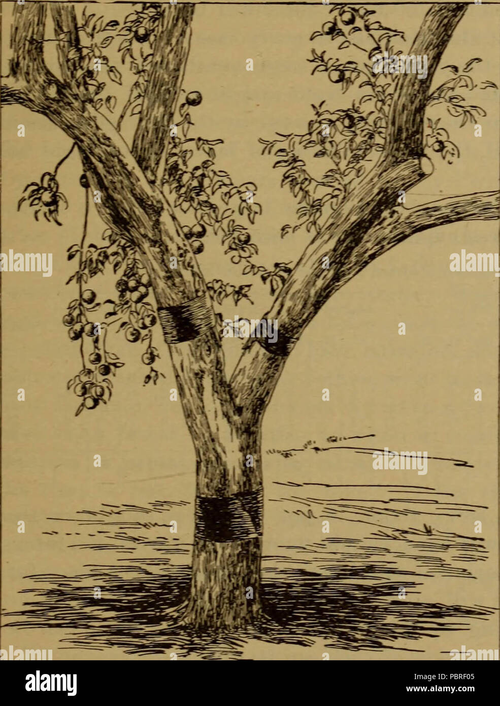 "The Codling Moth" (1903 Stock Photo - Alamy
