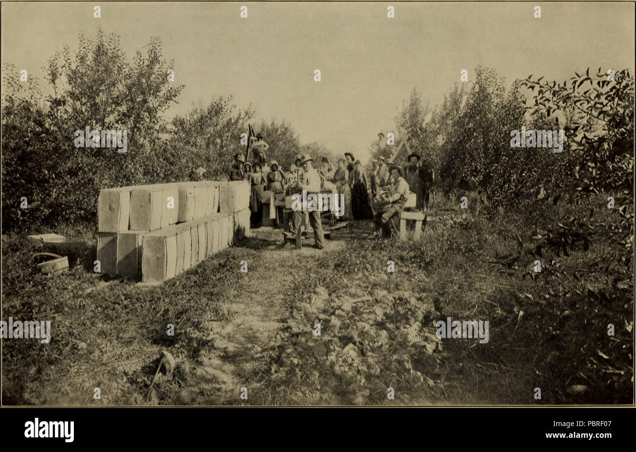 "The Codling Moth" (1903 Stock Photo - Alamy