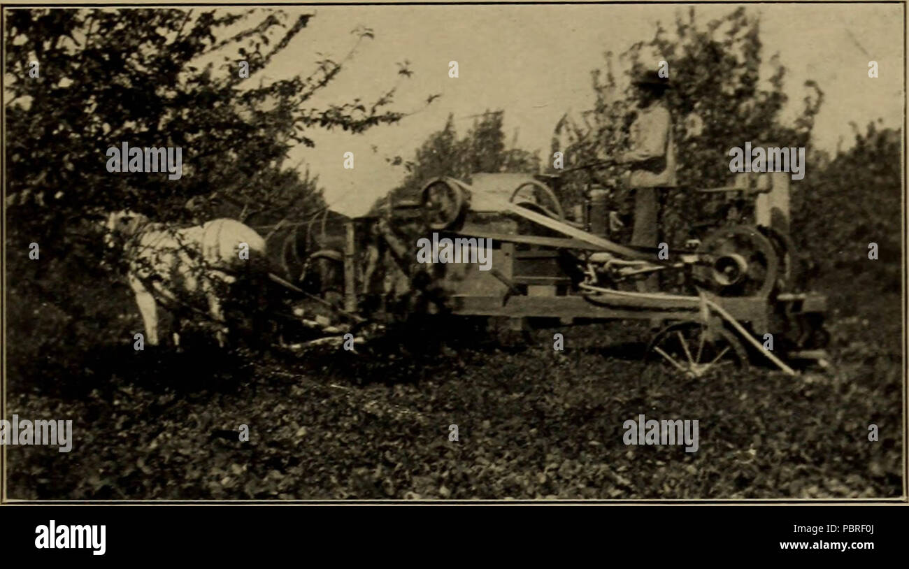 "The Codling Moth" (1903 Stock Photo - Alamy