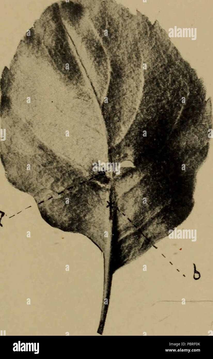 "The Codling Moth" (1903 Stock Photo - Alamy