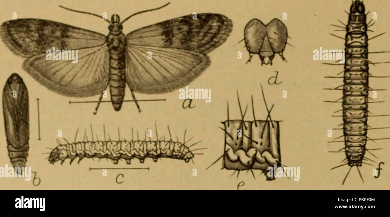 "The Codling Moth" (1903 Stock Photo - Alamy