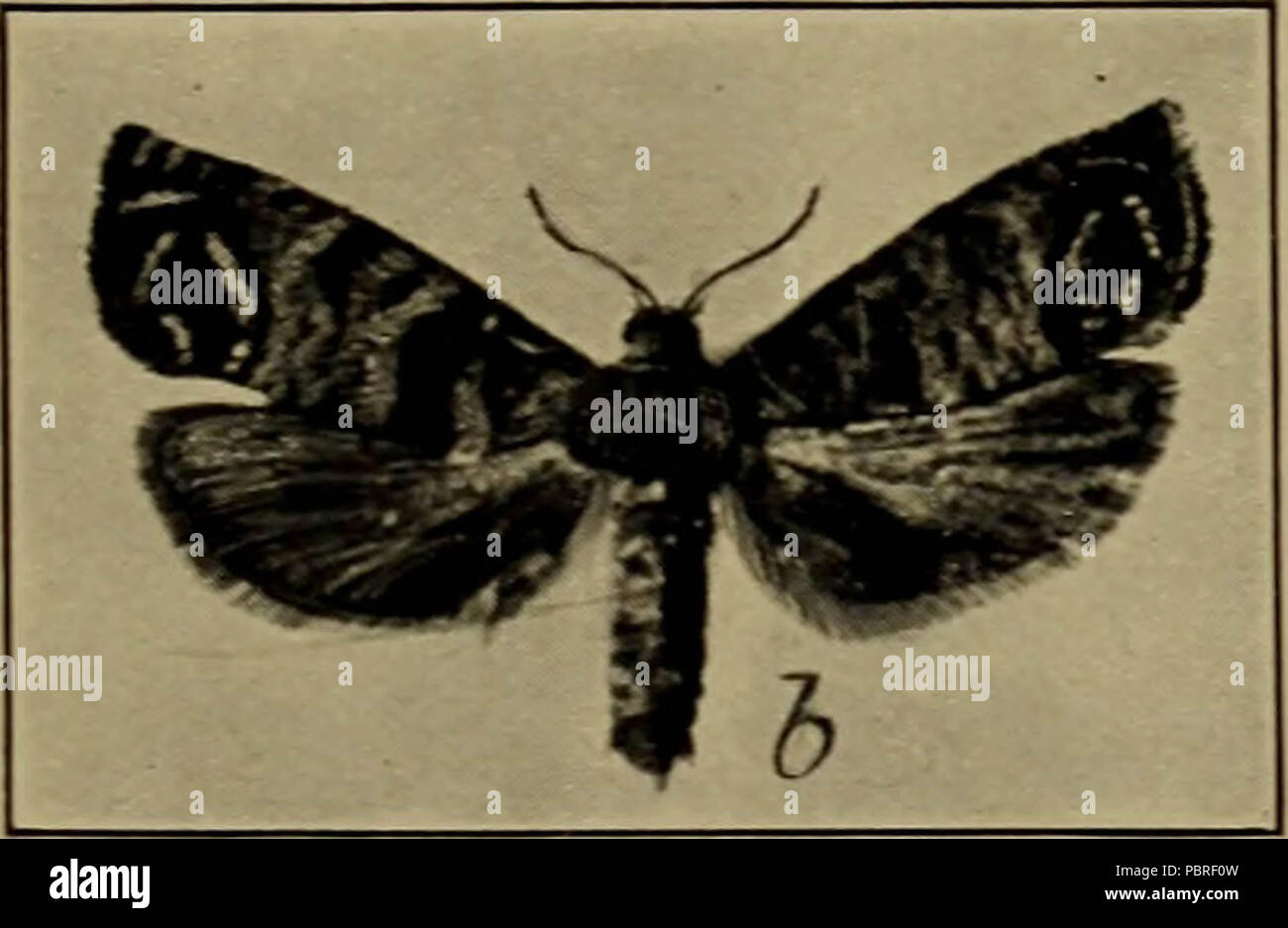 "The Codling Moth" (1903 Stock Photo - Alamy