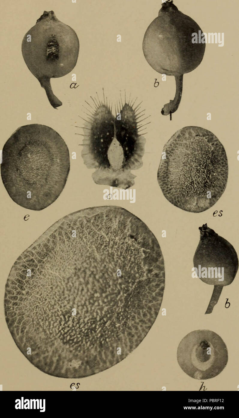 "The Codling Moth" (1903 Stock Photo - Alamy