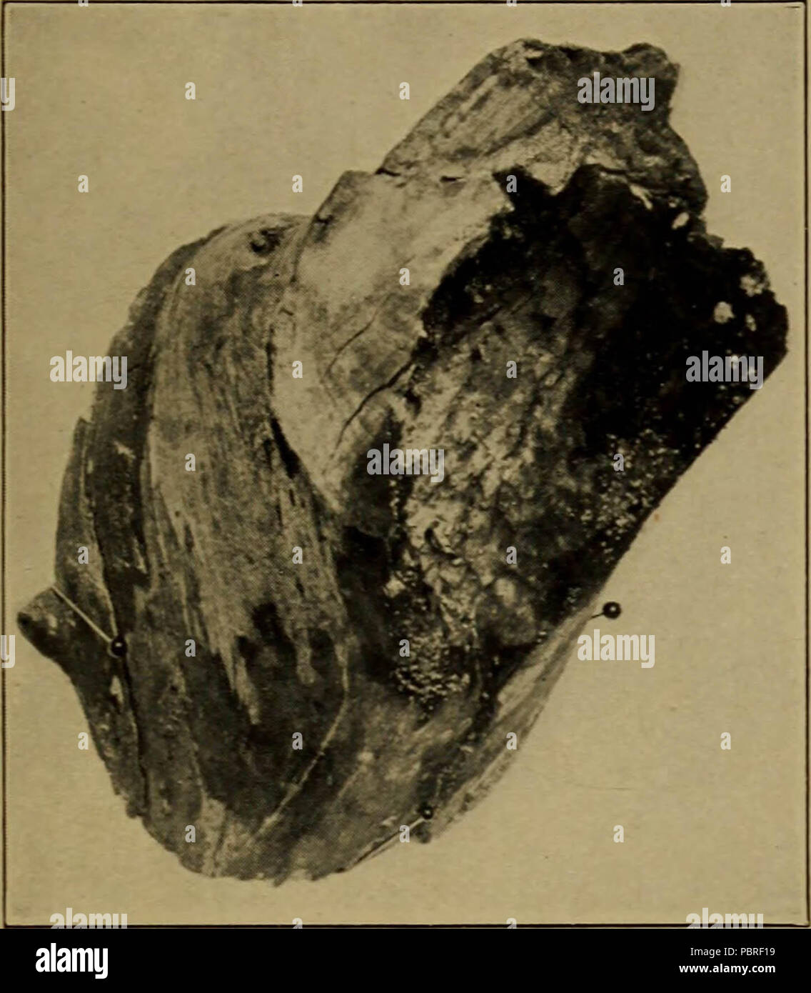 "The Codling Moth" (1903 Stock Photo - Alamy