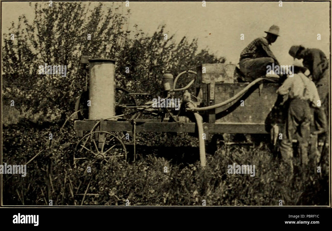 "The Codling Moth" (1903 Stock Photo - Alamy