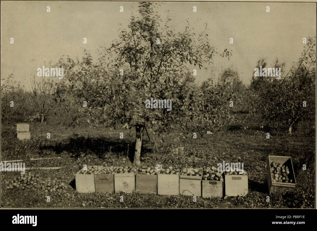 "The Codling Moth" (1903 Stock Photo - Alamy