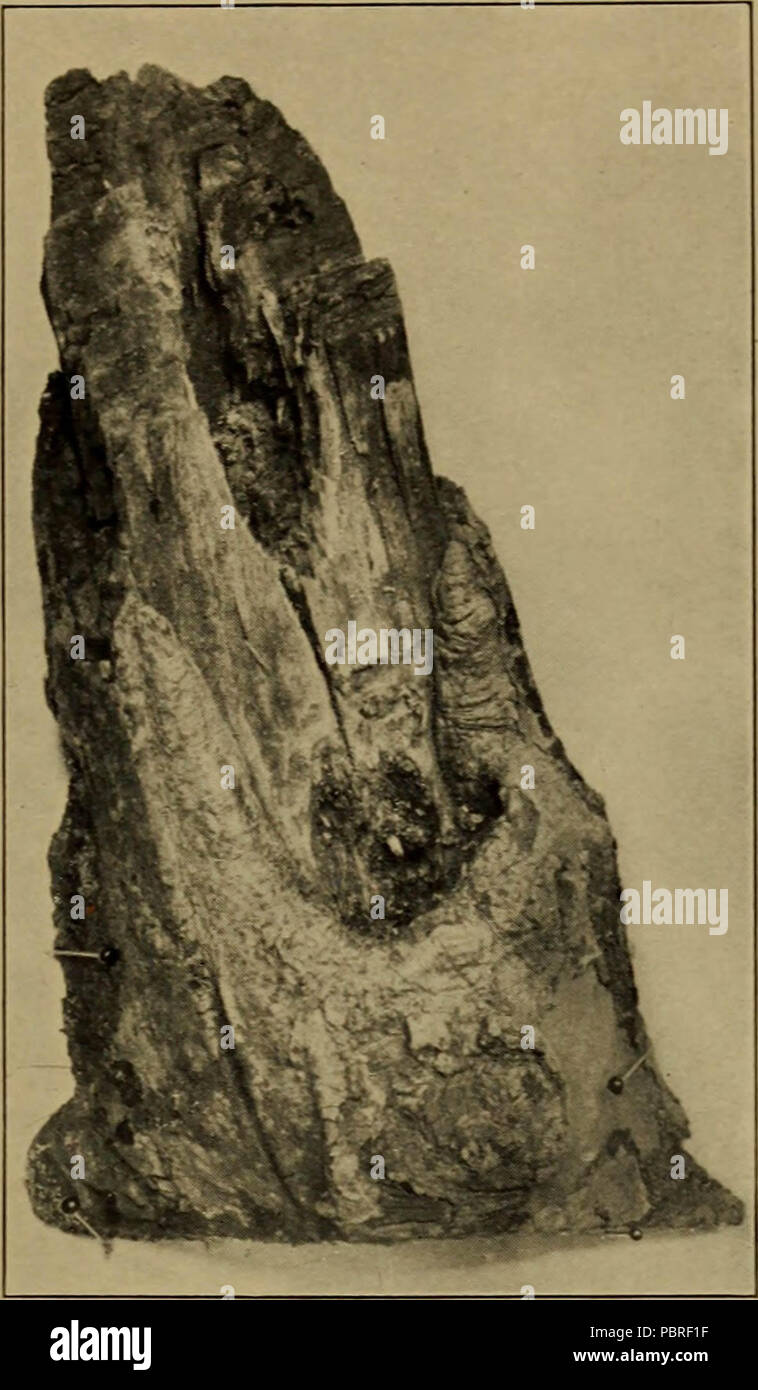 "The Codling Moth" (1903 Stock Photo - Alamy