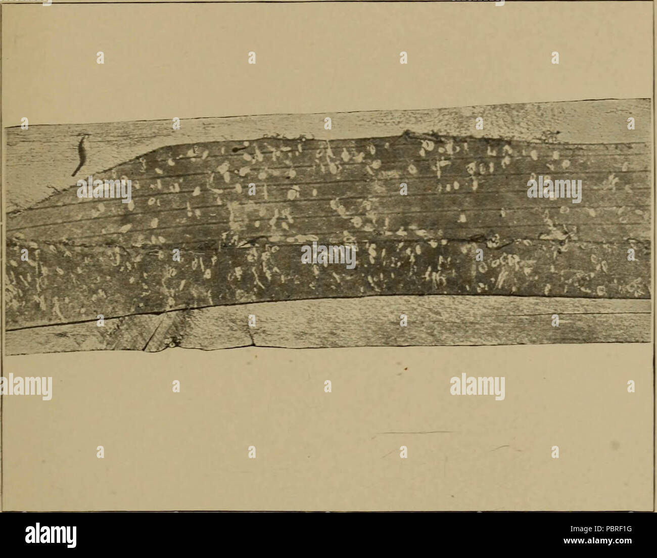 "The Codling Moth" (1903 Stock Photo - Alamy