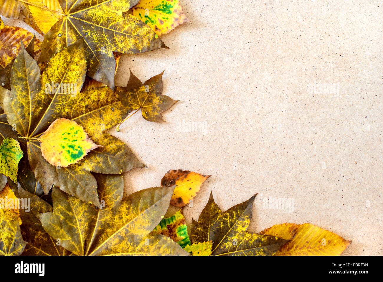 Autumn leaves ornate border on paper with free copy space Stock Photo ...