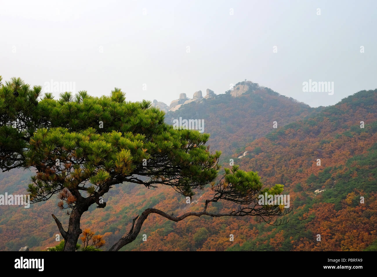 Autumn forest mountains in South Korea background Stock Photo - Alamy