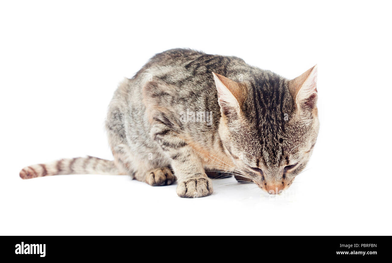 cat eating food isolated on white background Stock Photo - Alamy