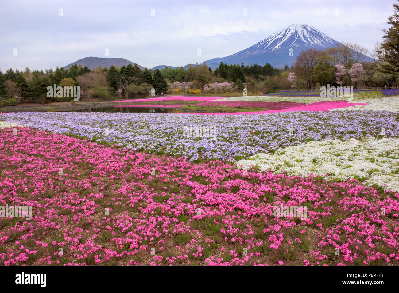 Various colored moss phlox or colorful shiba-sakura fields in ...