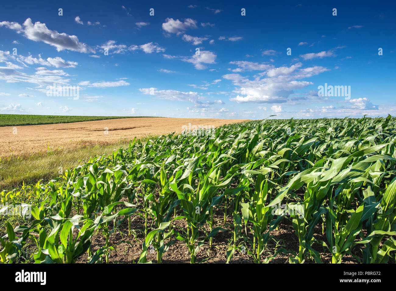 Corn Field Rows in summer Stock Photo - Alamy