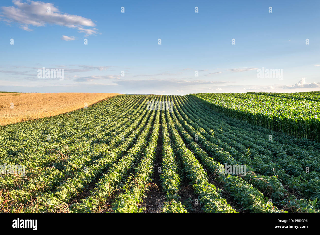 Soybean Field Rows in sunset Stock Photo - Alamy