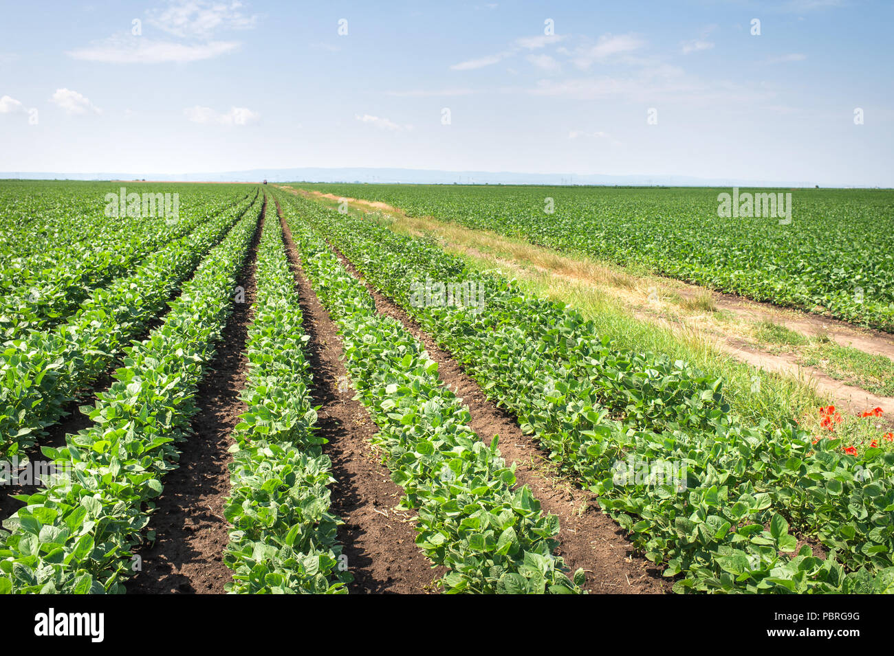 Soybean Field Rows in summer Stock Photo - Alamy