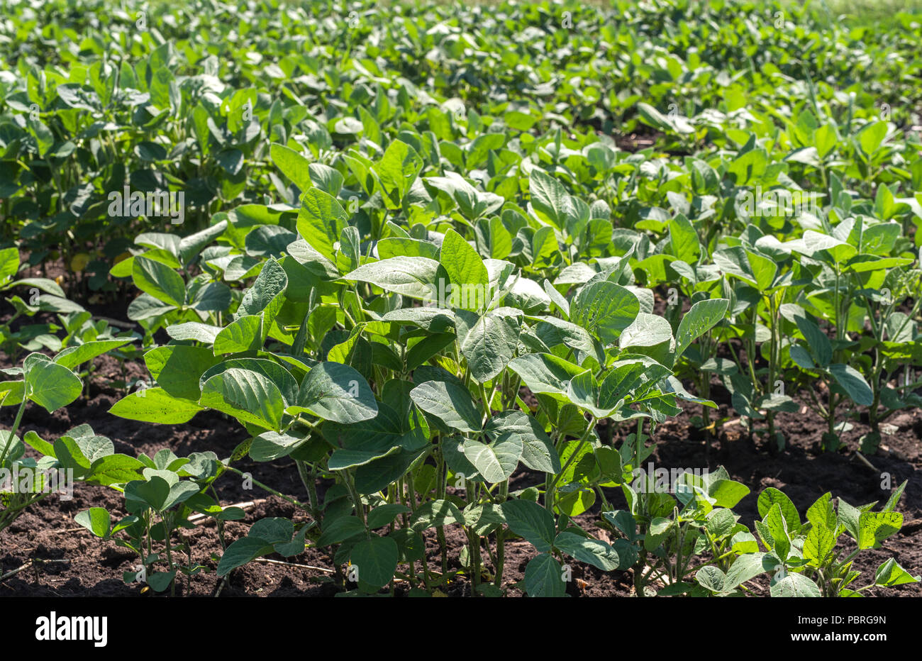 Soybean Field Rows in summer Stock Photo - Alamy