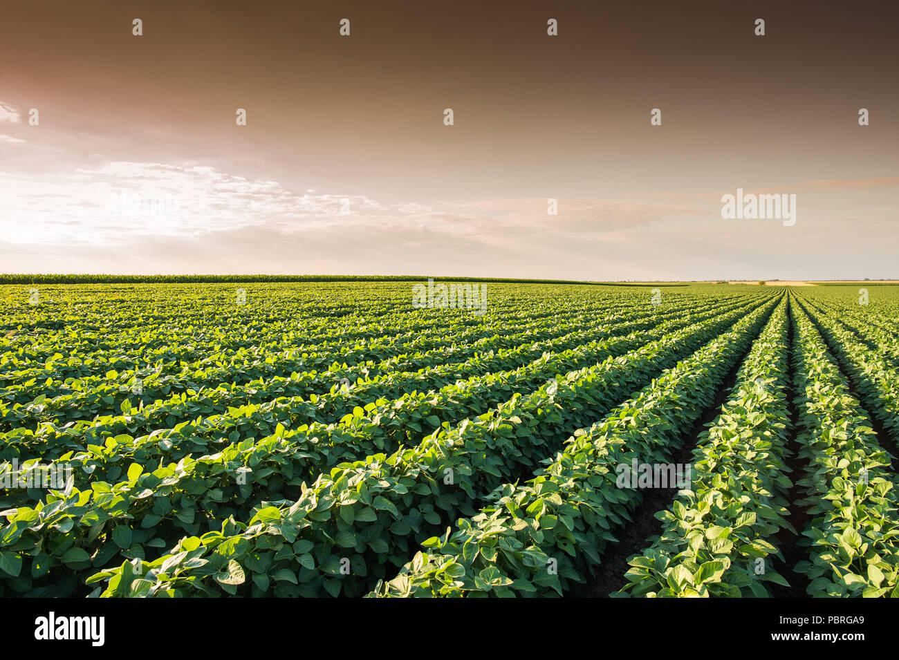 Soybean Field Rows in summer Stock Photo - Alamy