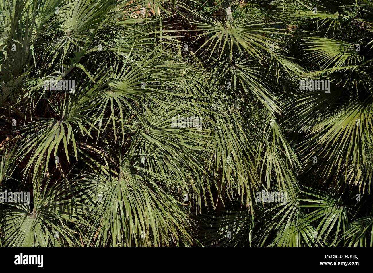 Palm trees rome italy hi-res stock photography and images - Alamy
