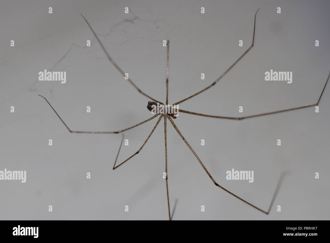 Cellar spiders hi-res stock photography and images - Alamy