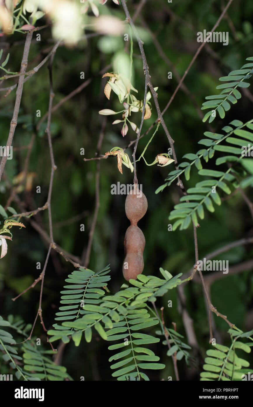 Tamarind tree (tamarindus indica) hi-res stock photography and images ...