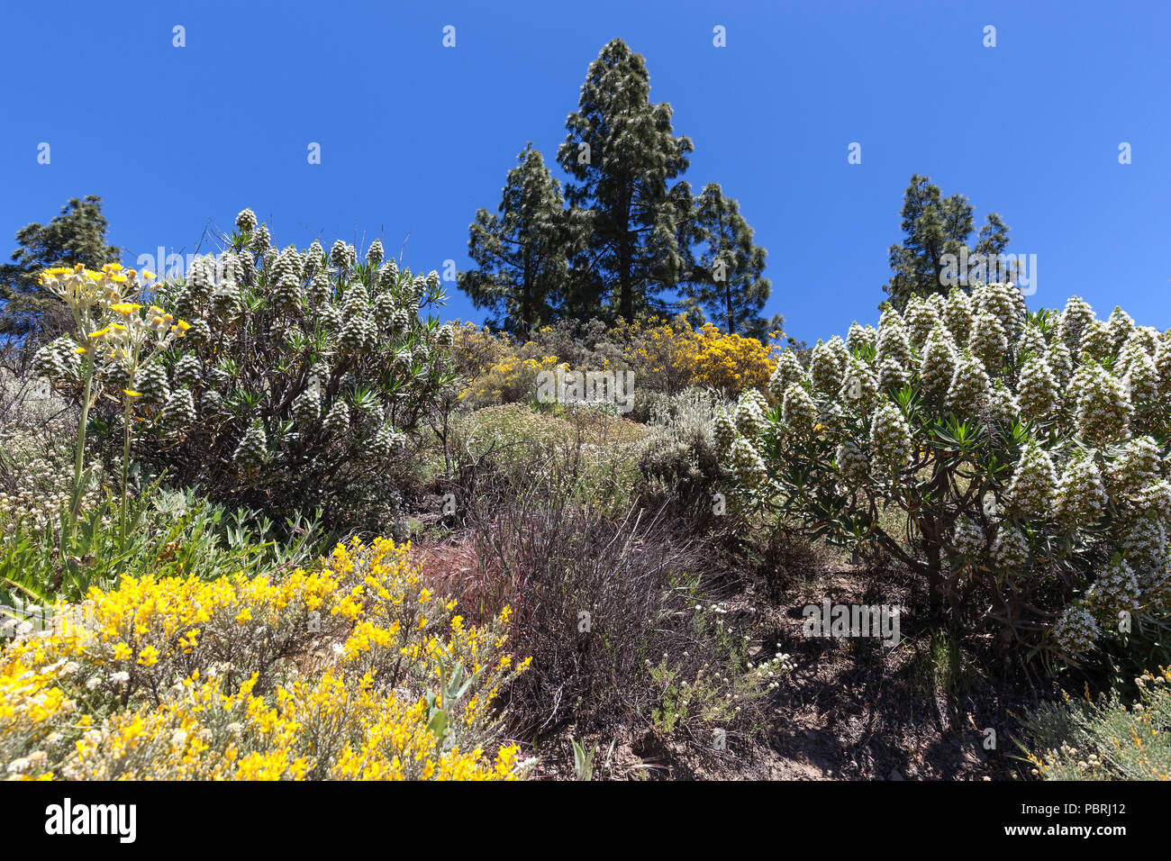 Flowering Vegtation, blooming Broom (Genista), Canary Island pines ...