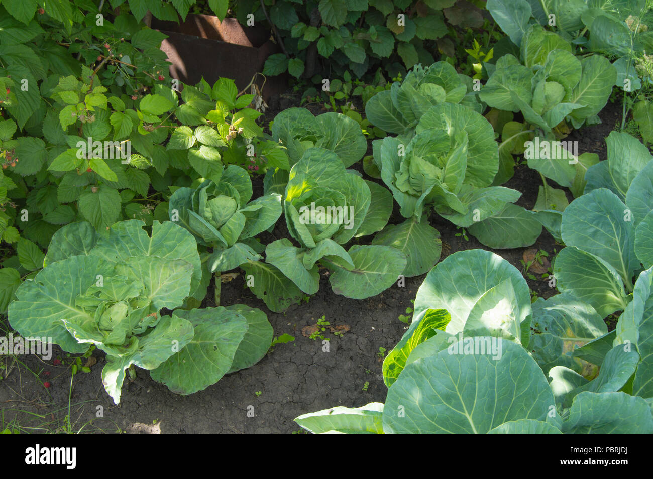 Rows of cabbage growing in the garden outdoors, bright sunlight Stock ...