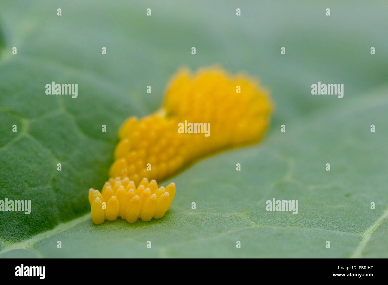 Cabbage white butterfly eggs brassica hi-res stock photography and ...