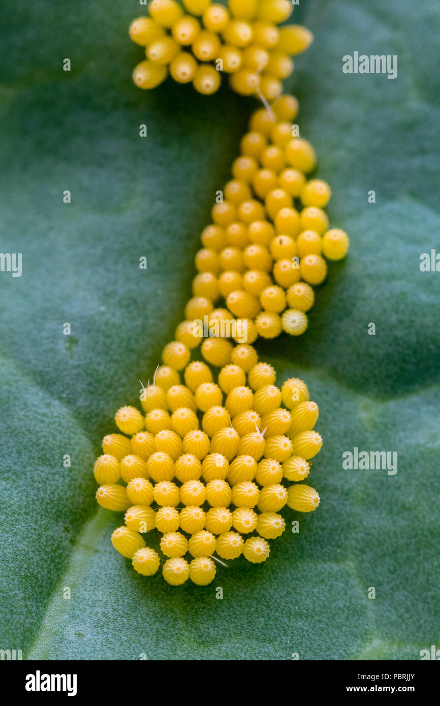 Cabbage white butterfly eggs brassica hi-res stock photography and ...