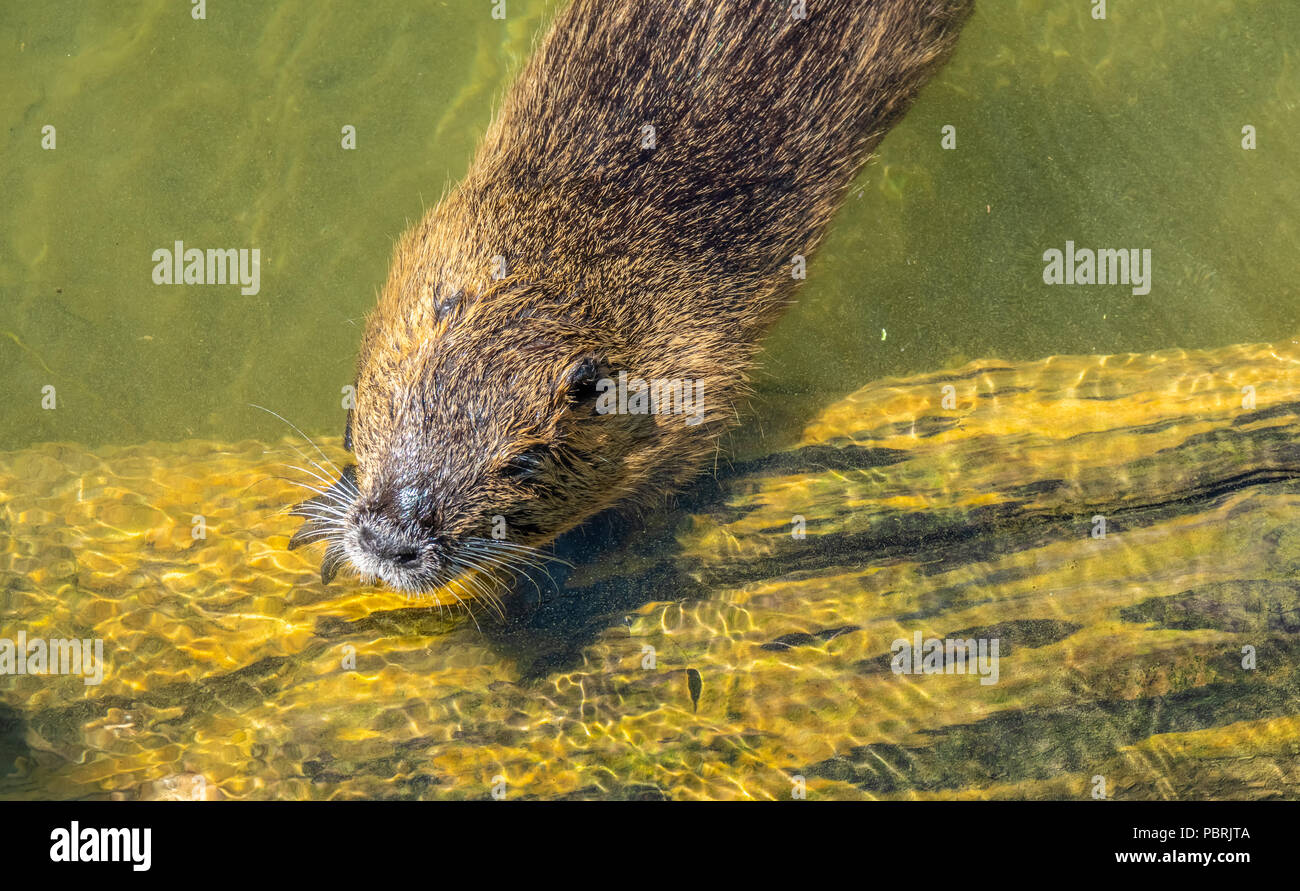 Eurasian Beaver Busy Maintaining Its Dam Stock Photo Alamy