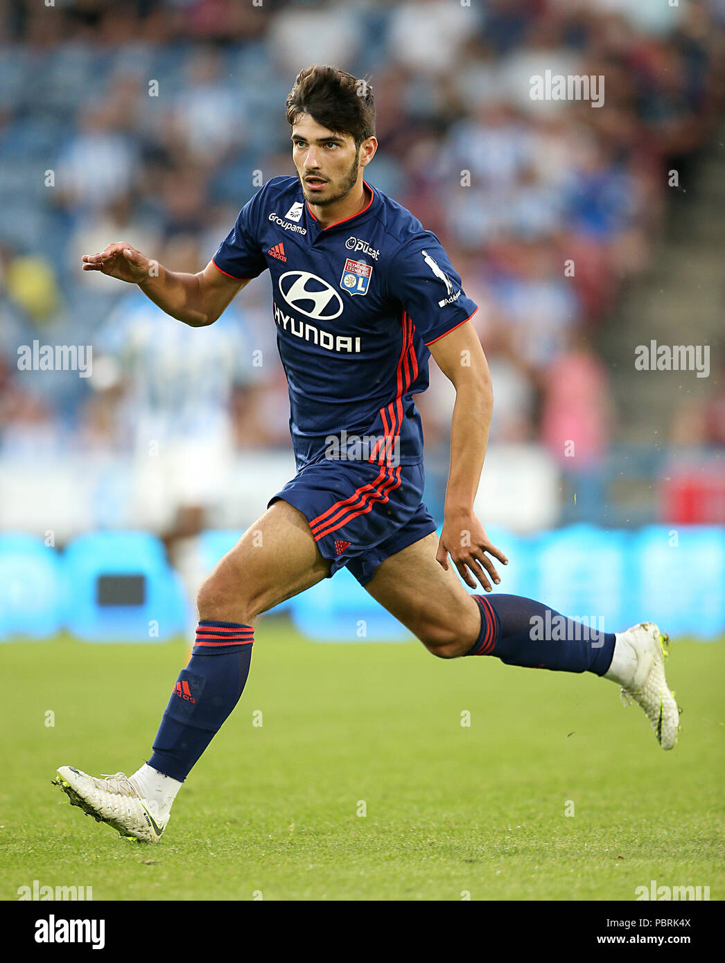 Martin terrier hi-res stock photography and images - Alamy